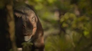 Inostrancevia | Life on Our Planet Wiki | Fandom