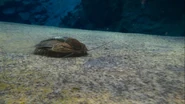Olenoides | Life on Our Planet Wiki | Fandom