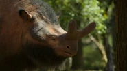 Megacerops | Life on Our Planet Wiki | Fandom