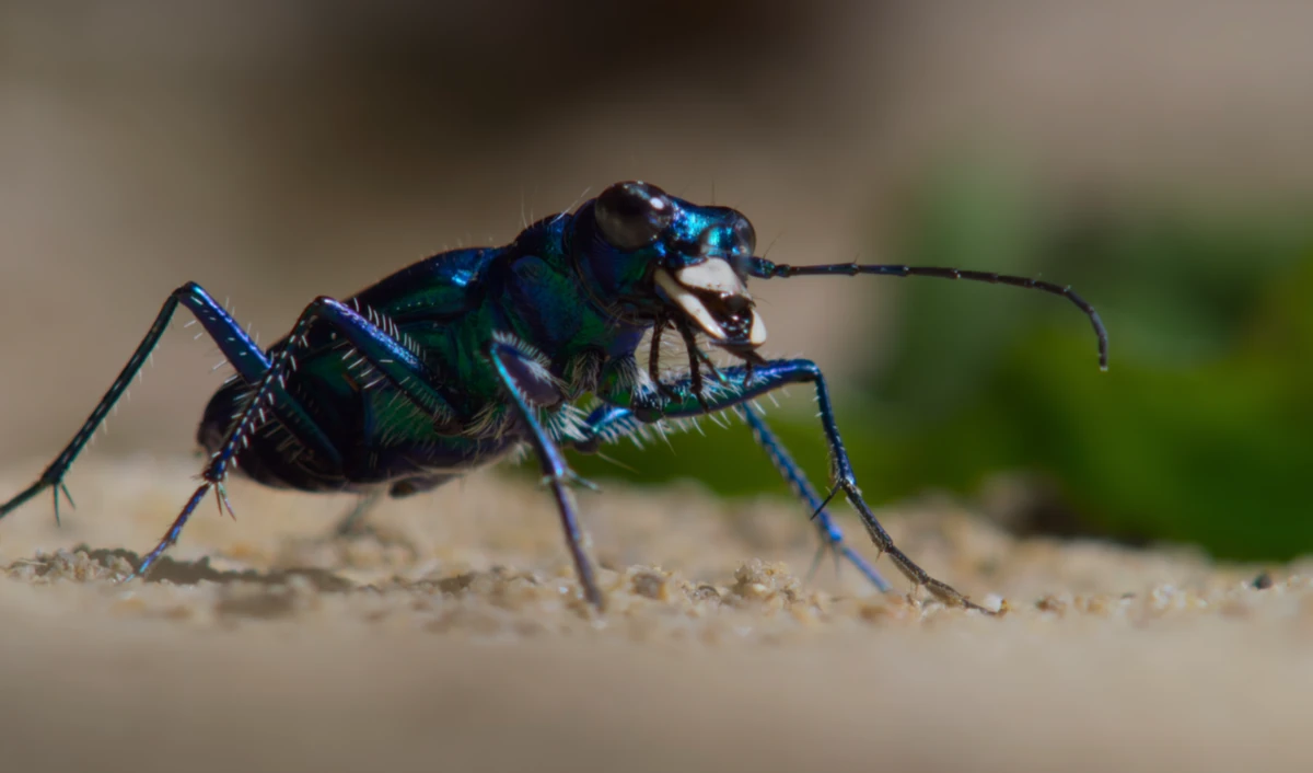 Tiger beetle | Life on Our Planet Wiki | Fandom