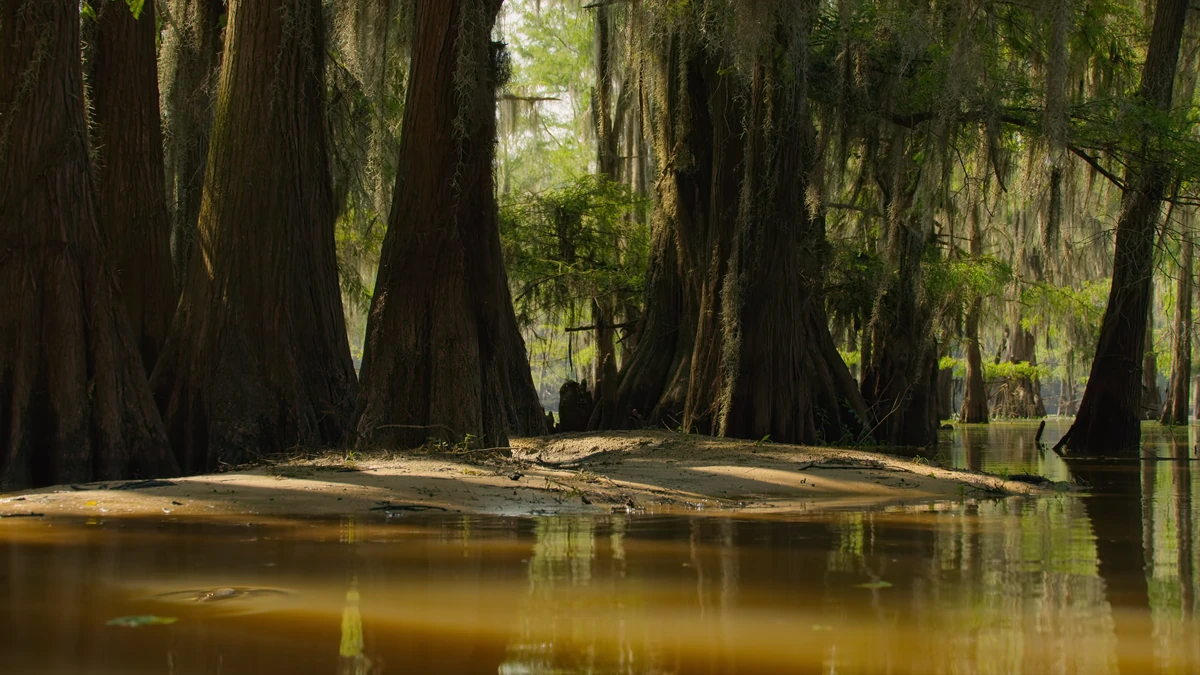 Carboniferous swamp | Life on Our Planet Wiki | Fandom