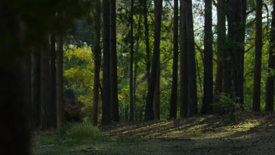 Megacerops | Life on Our Planet Wiki | Fandom