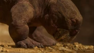Lystrosaurus | Life on Our Planet Wiki | Fandom