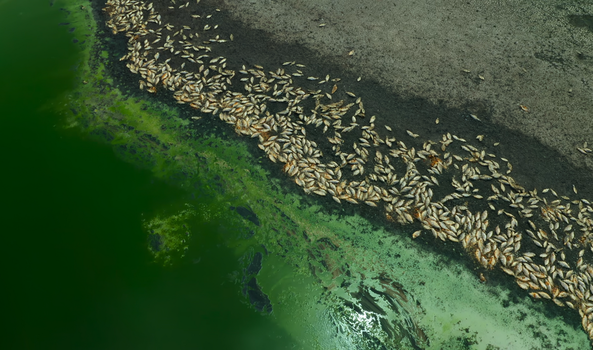 Late Devonian Extinction Life On Our Planet Wiki Fandom
