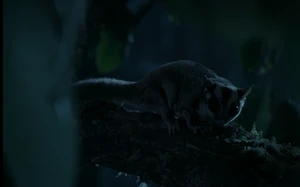 Chapter 7: Inheriting the Earth | Life on Our Planet Wiki | Fandom