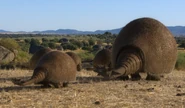 Doedicurus | Life on Our Planet Wiki | Fandom