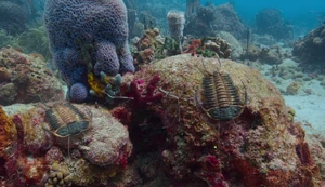 Ordovician | Life on Our Planet Wiki | Fandom