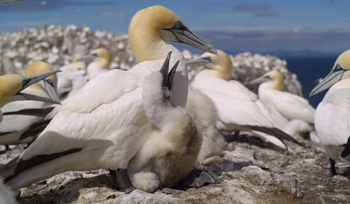 Gannet | Life on Our Planet Wiki | Fandom