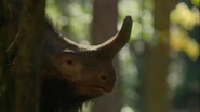Megacerops | Life on Our Planet Wiki | Fandom