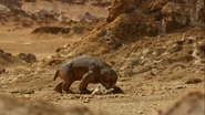 Lystrosaurus | Life on Our Planet Wiki | Fandom