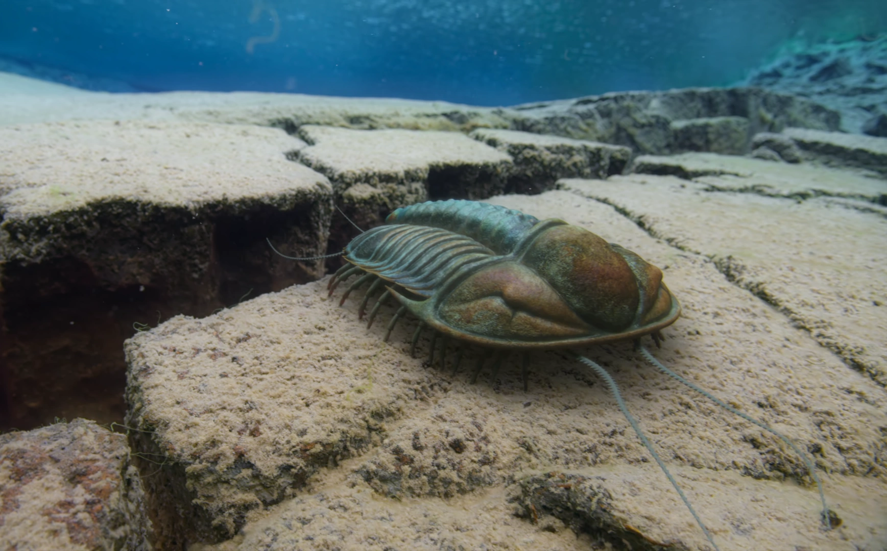 Olenoides | Life On Our Planet Wiki | Fandom