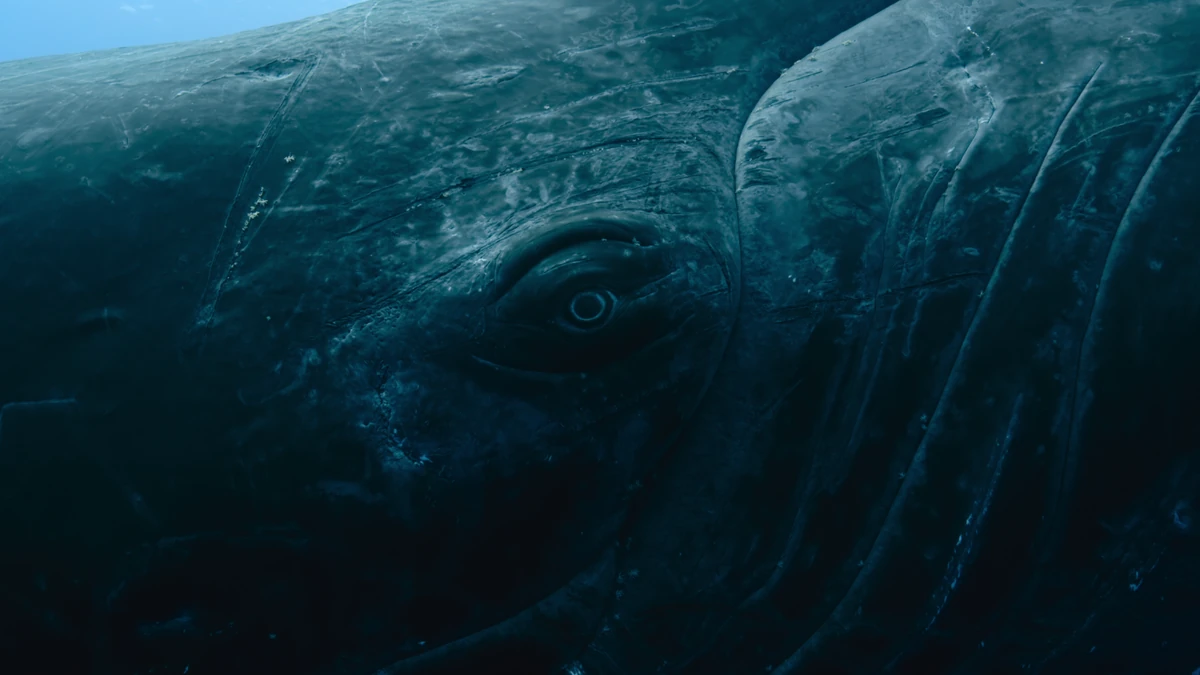 Category:Fauna | Life on Our Planet Wiki | Fandom