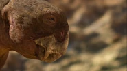 Lystrosaurus | Life on Our Planet Wiki | Fandom