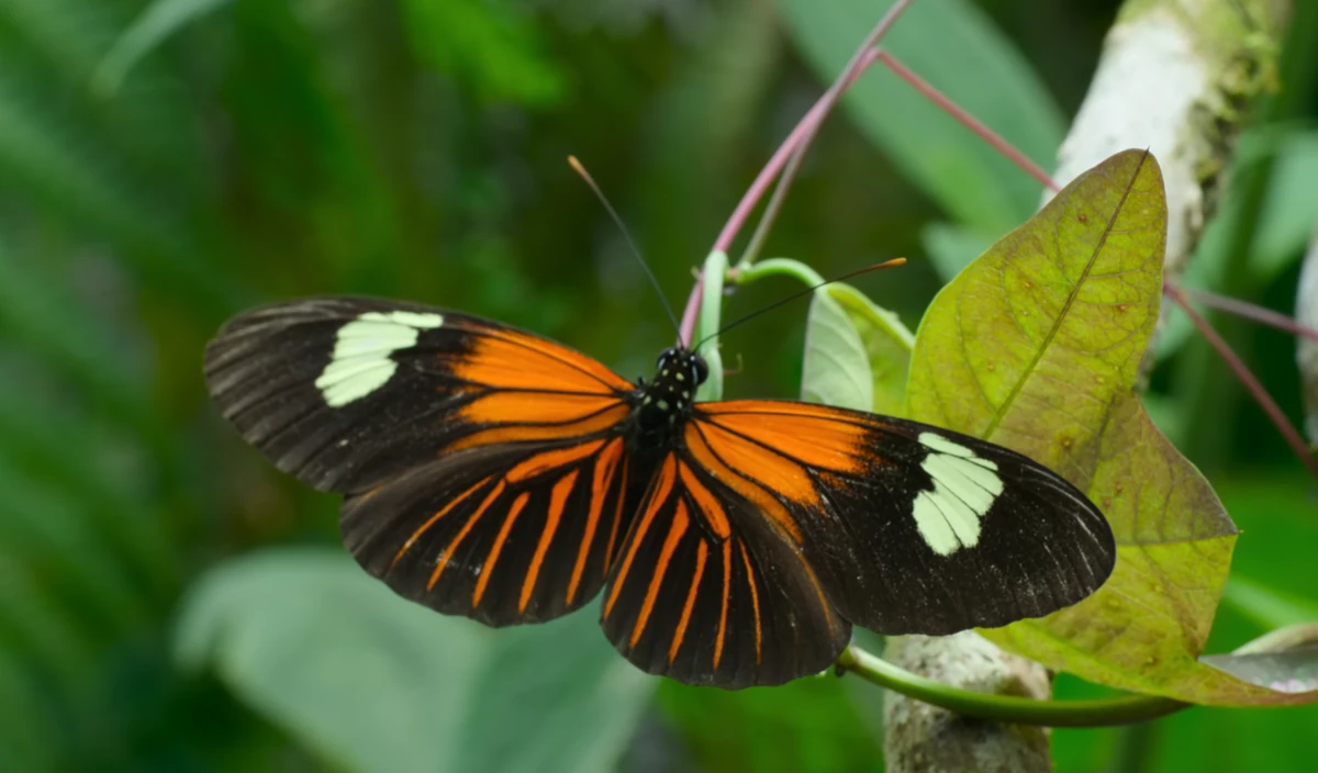 Heliconius | Life on Our Planet Wiki | Fandom