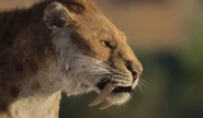 Smilodon | Life on Our Planet Wiki | Fandom