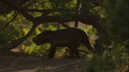 Inostrancevia | Life on Our Planet Wiki | Fandom