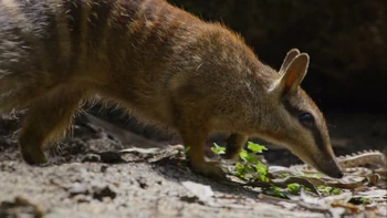 Numbat | Life on Our Planet Wiki | Fandom