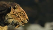 Smilodon | Life on Our Planet Wiki | Fandom