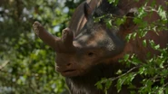 Megacerops | Life on Our Planet Wiki | Fandom