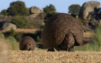 Doedicurus | Life On Our Planet Wiki | Fandom