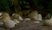 Marasuchus | Life on Our Planet Wiki | Fandom