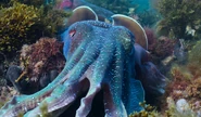 Giant cuttlefish | Life On Our Planet Wiki | Fandom