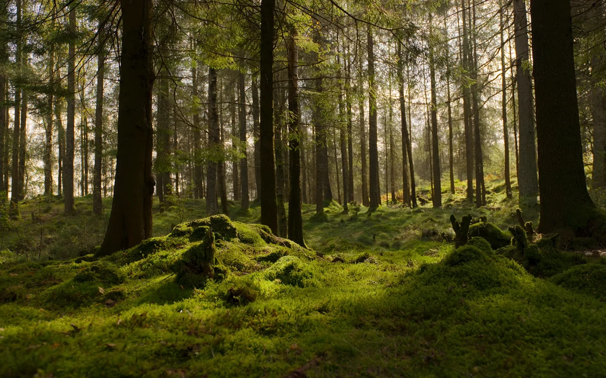 Triassic forest | Life on Our Planet Wiki | Fandom