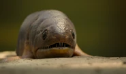 Strepsodus | Life on Our Planet Wiki | Fandom