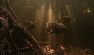 Strepsodus | Life on Our Planet Wiki | Fandom