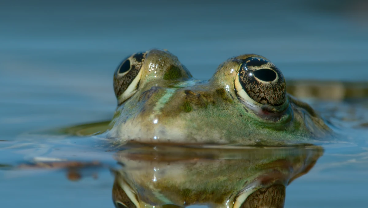 Marsh frog | Life on Our Planet Wiki | Fandom