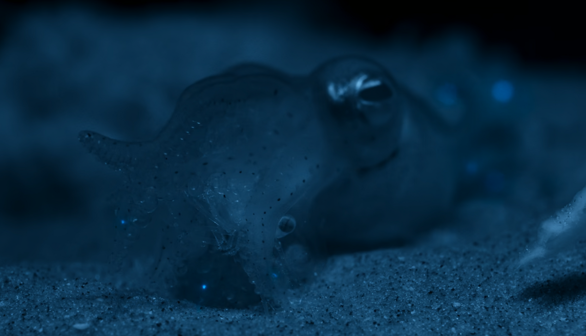 Bobtail Squid Life On Our Planet Wiki Fandom