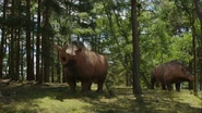 Megacerops | Life on Our Planet Wiki | Fandom