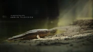 Strepsodus | Life on Our Planet Wiki | Fandom
