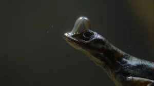 Chapter 4: In Cold Blood | Life on Our Planet Wiki | Fandom