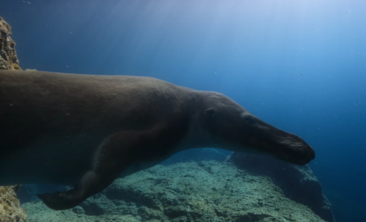 Maiacetus | Life On Our Planet Wiki | Fandom