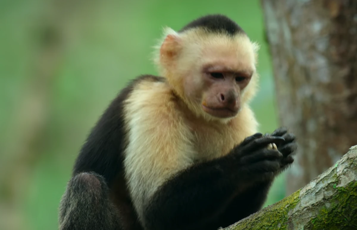 Panamanian white-faced capuchin | Life on Our Planet Wiki | Fandom