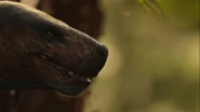 Inostrancevia | Life on Our Planet Wiki | Fandom