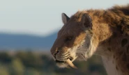Smilodon | Life on Our Planet Wiki | Fandom