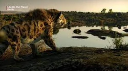 Smilodon | Life On Our Planet Wiki | Fandom