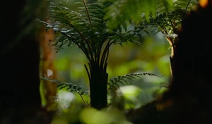 Chapter 3: Invaders of the Land | Life on Our Planet Wiki | Fandom