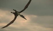 Pterodactylus | Life on Our Planet Wiki | Fandom