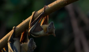 Chapter 7: Inheriting the Earth | Life on Our Planet Wiki | Fandom