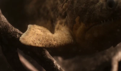 Strepsodus | Life on Our Planet Wiki | Fandom