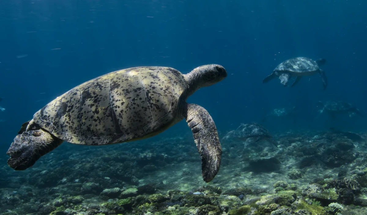 Green sea turtle | Life on Our Planet Wiki | Fandom