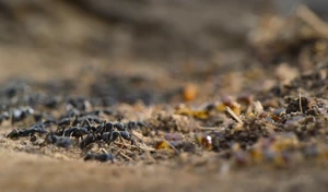 Chapter 5: In the Shadow of Giants | Life on Our Planet Wiki | Fandom
