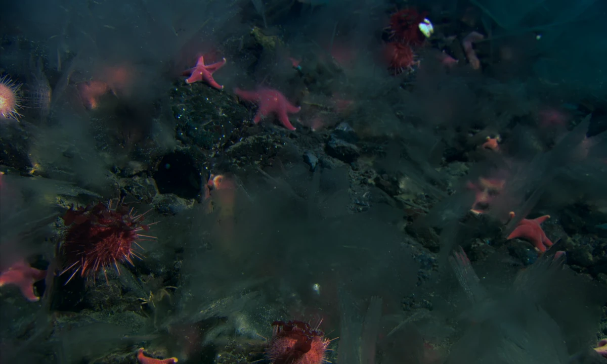 Late Ordovician mass extinction | Life on Our Planet Wiki | Fandom