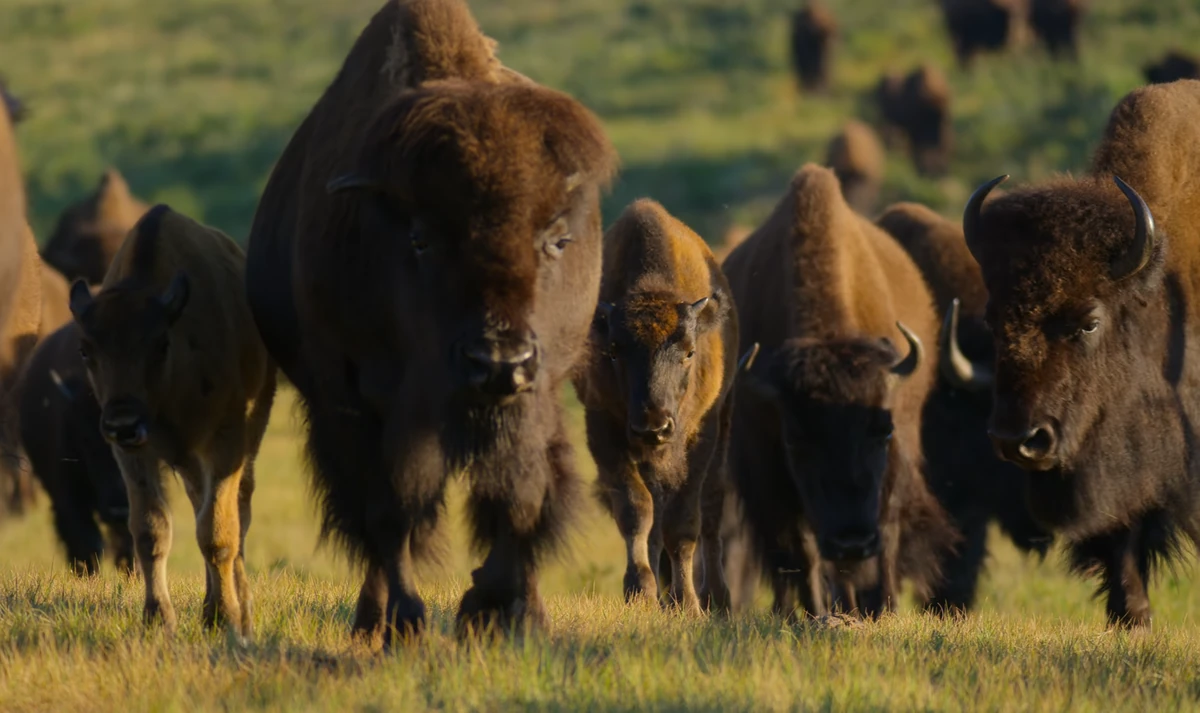 American bison | Life on Our Planet Wiki | Fandom