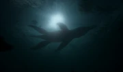 List of minor animals | Life on Our Planet Wiki | Fandom