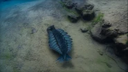 Anomalocaris | Life on Our Planet Wiki | Fandom