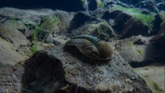 Olenoides | Life on Our Planet Wiki | Fandom